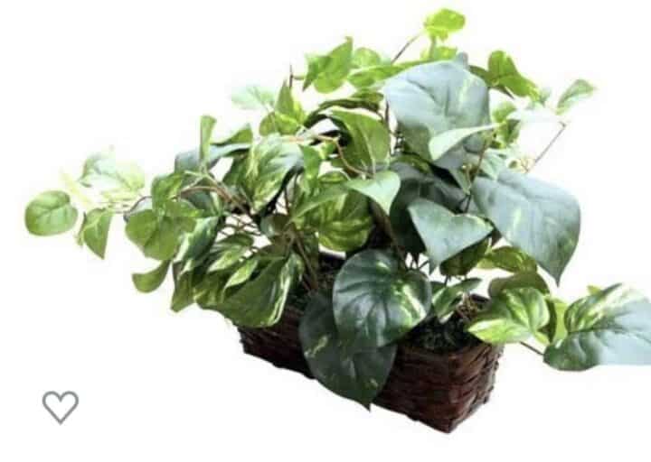 Fake Plant Spy Covert Wifi Hidden Camera Digital Wireless LIVE VIEW Web ...